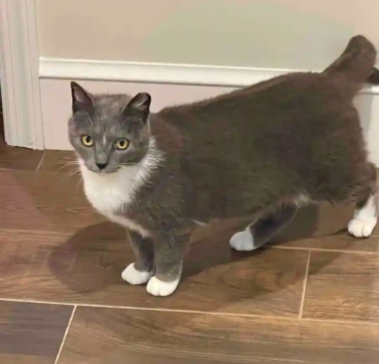 Courtesy Post Request – Heavenly Paws Shelter