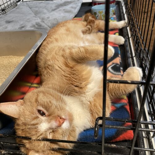 Bernie – Heavenly Paws Shelter